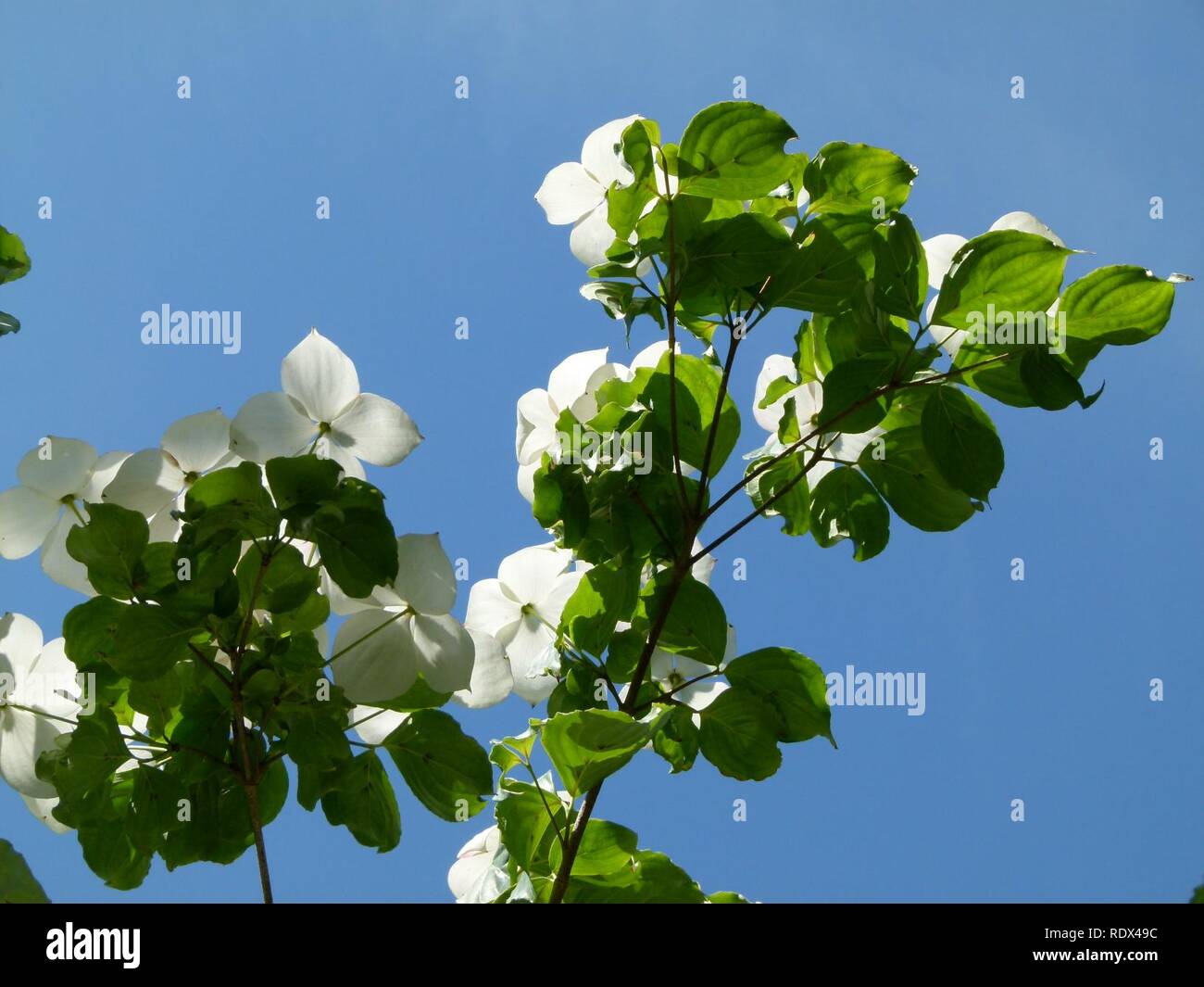 Arbre en fleurs Stock Photo - Alamy