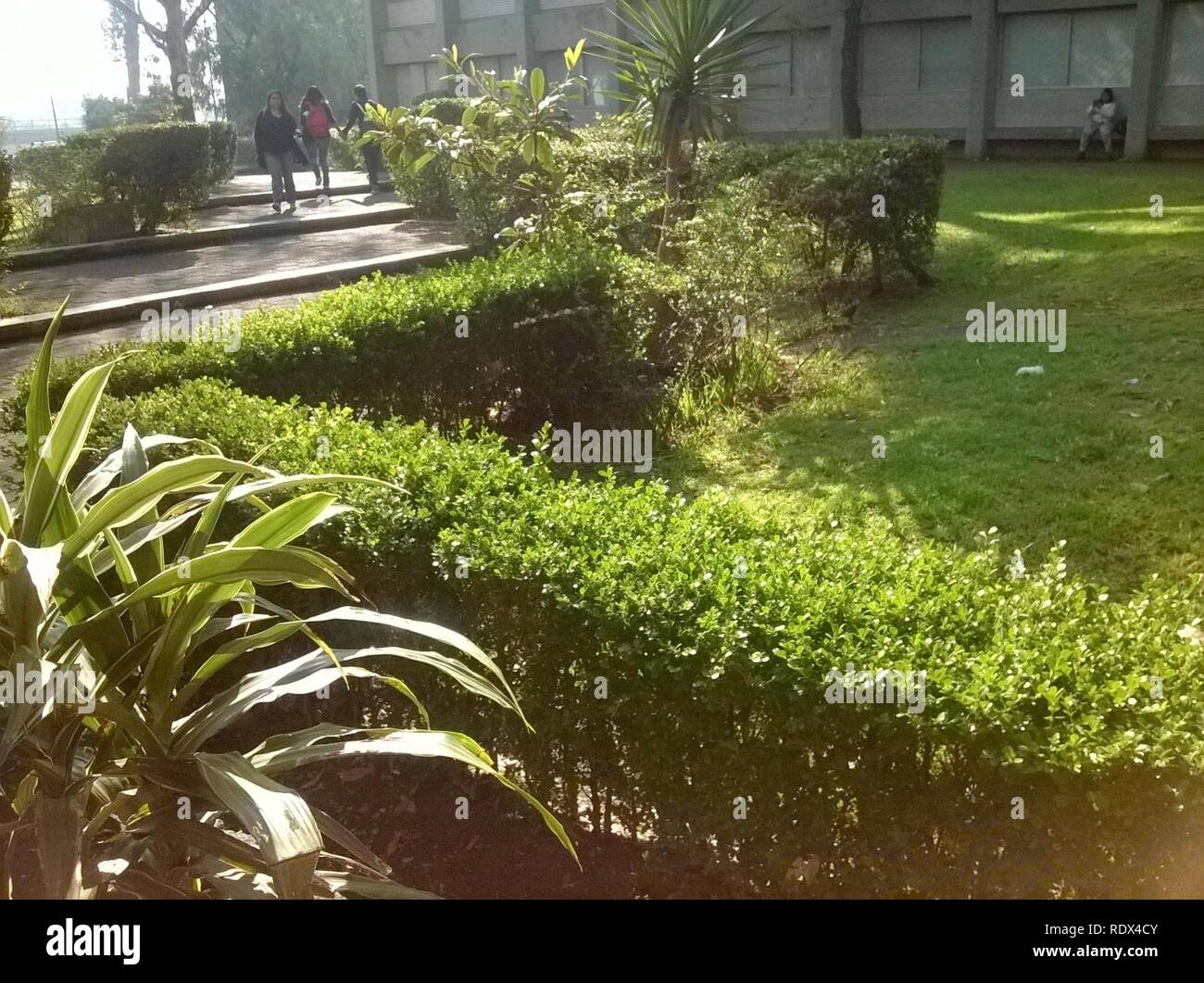 Arbustos y plantas hi-res stock photography and images - Alamy