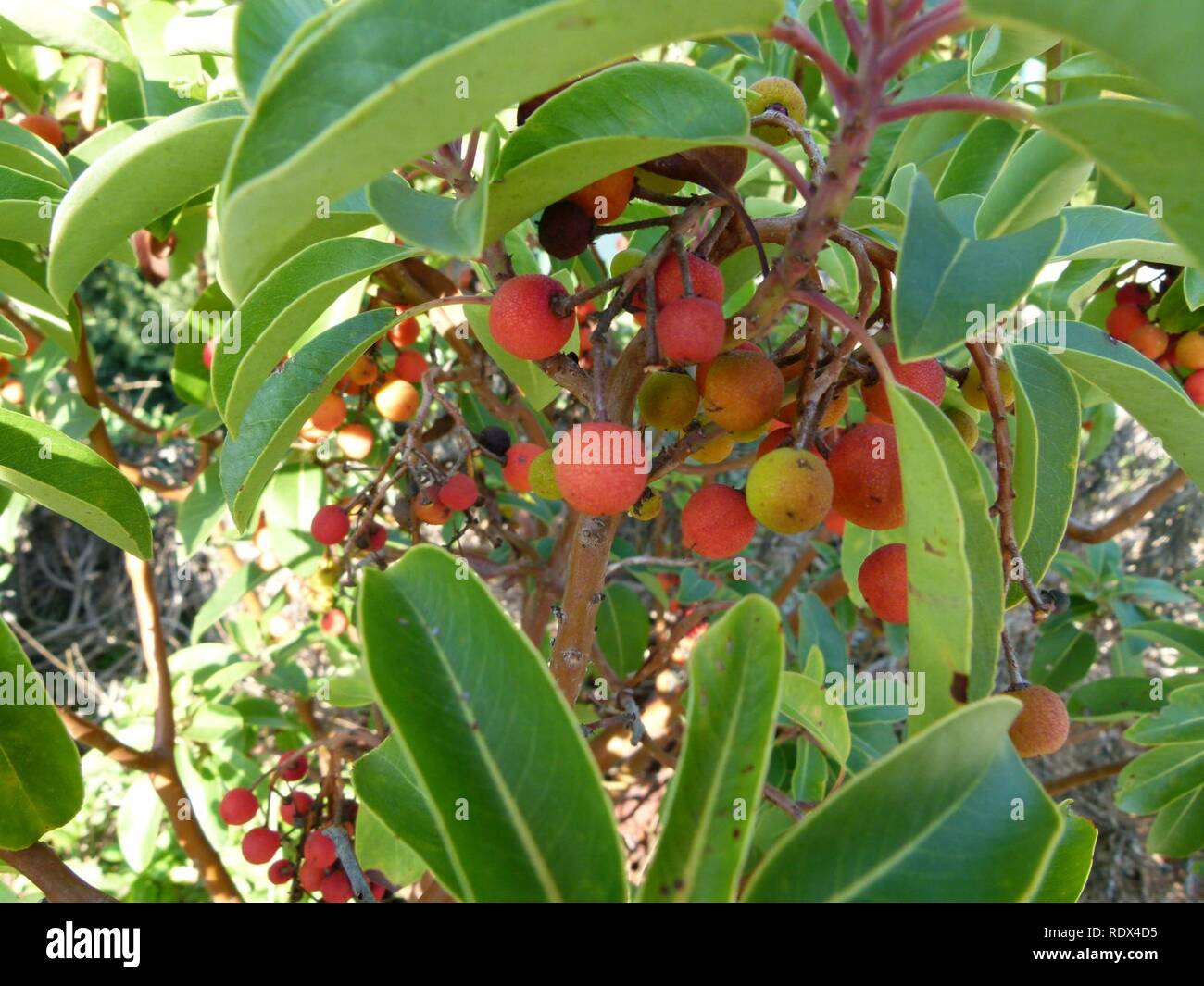 Arbutus andrachne fruits 2 Stock Photo - Alamy