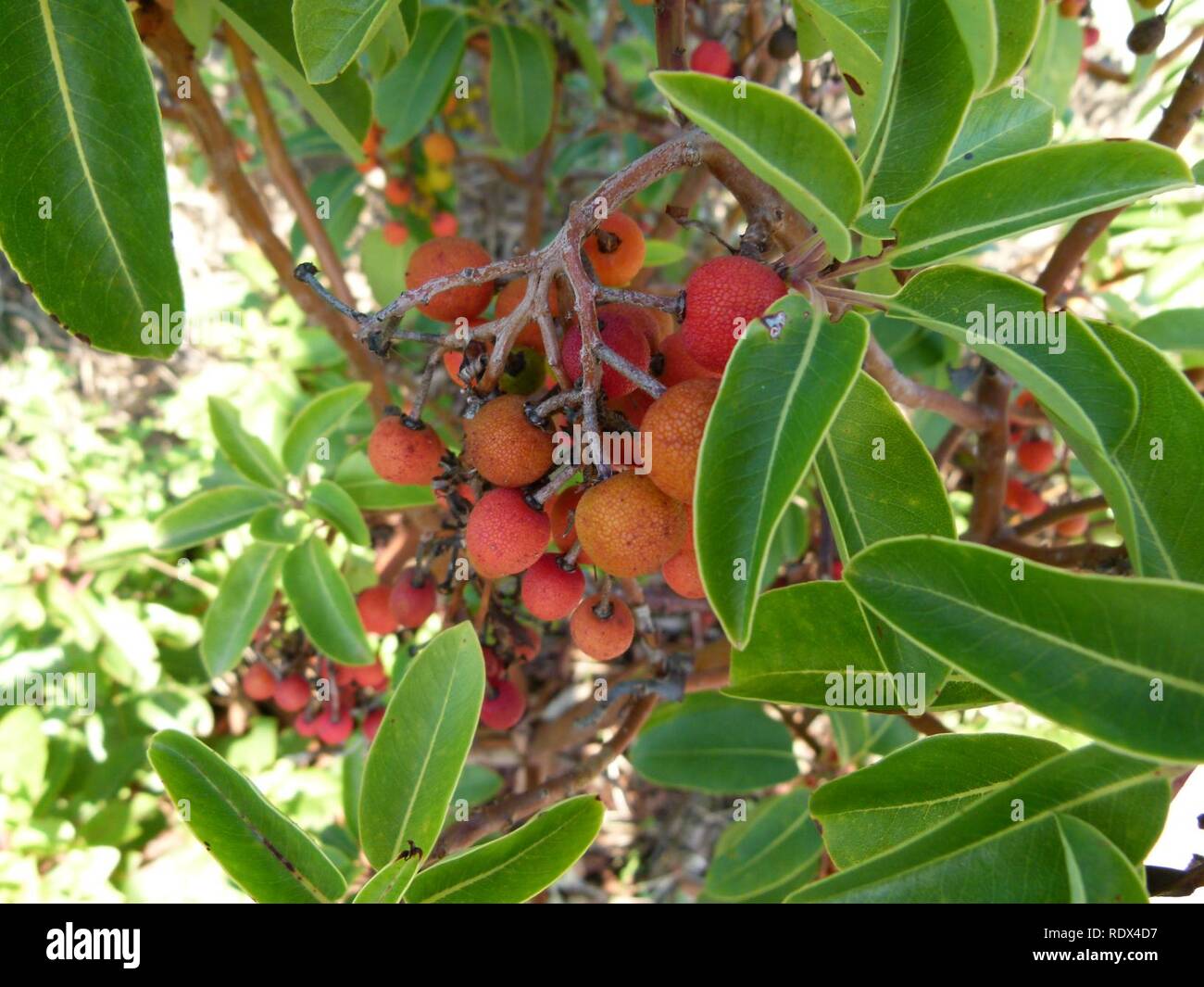 Arbutus andrachne fruits Stock Photo - Alamy