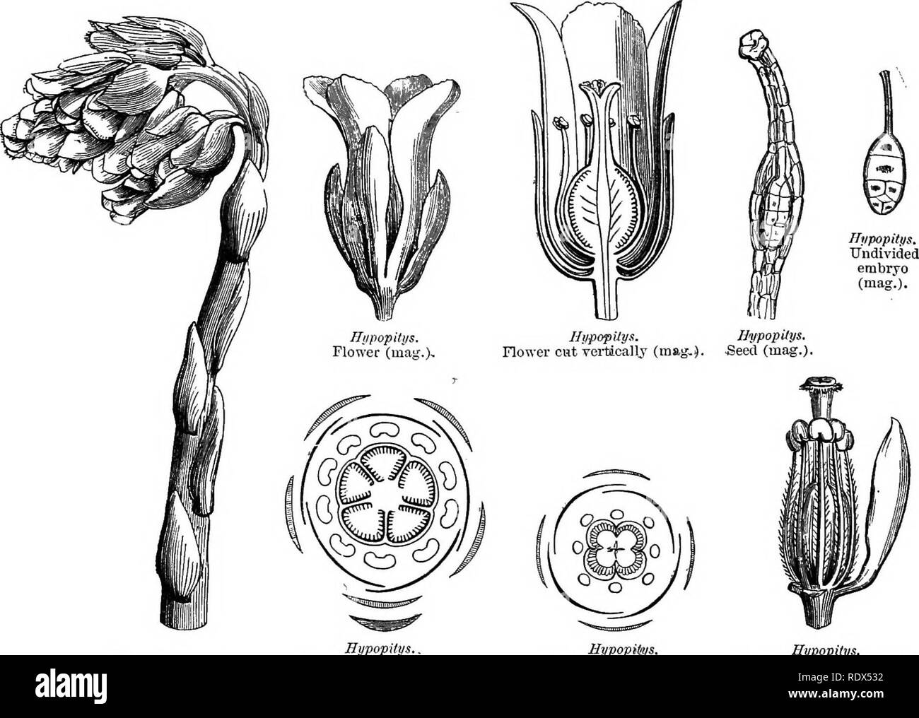 . A general system of botany, descriptive and analytical. In two parts ...