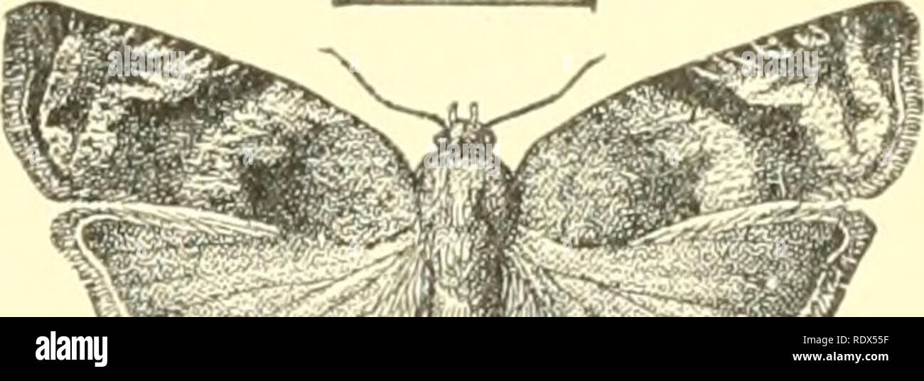 . Economic entomology for the farmer and the fruit grower, and for use ...
