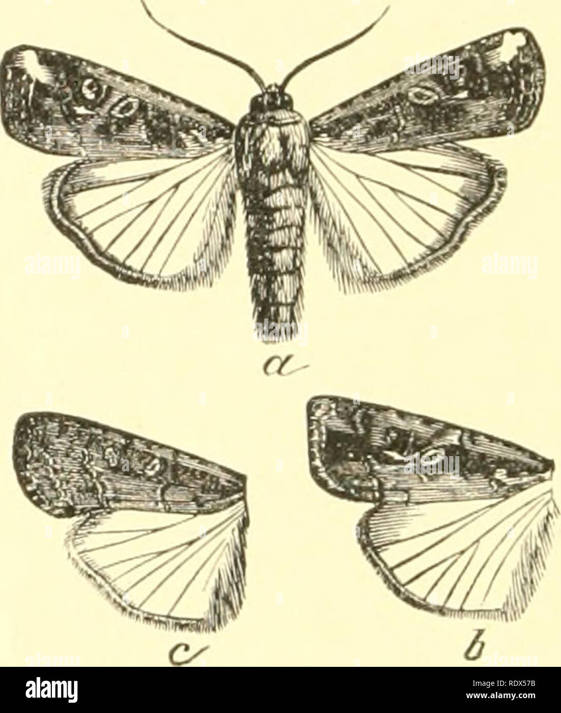 Worm infested head hi-res stock photography and images - Alamy