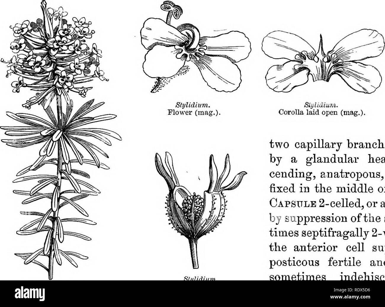 . A general system of botany, descriptive and analytical. In two parts ...