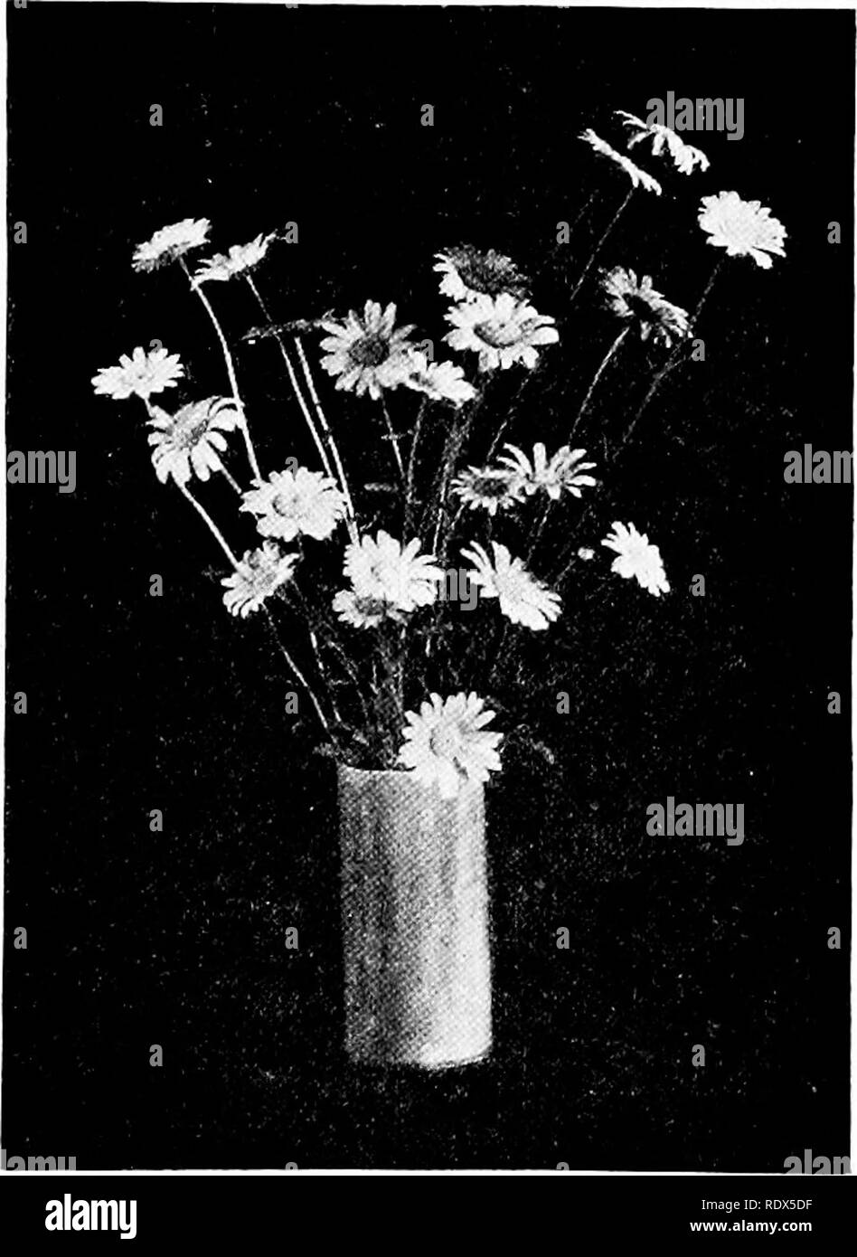 Composite flower heads Black and White Stock Photos & Images - Alamy