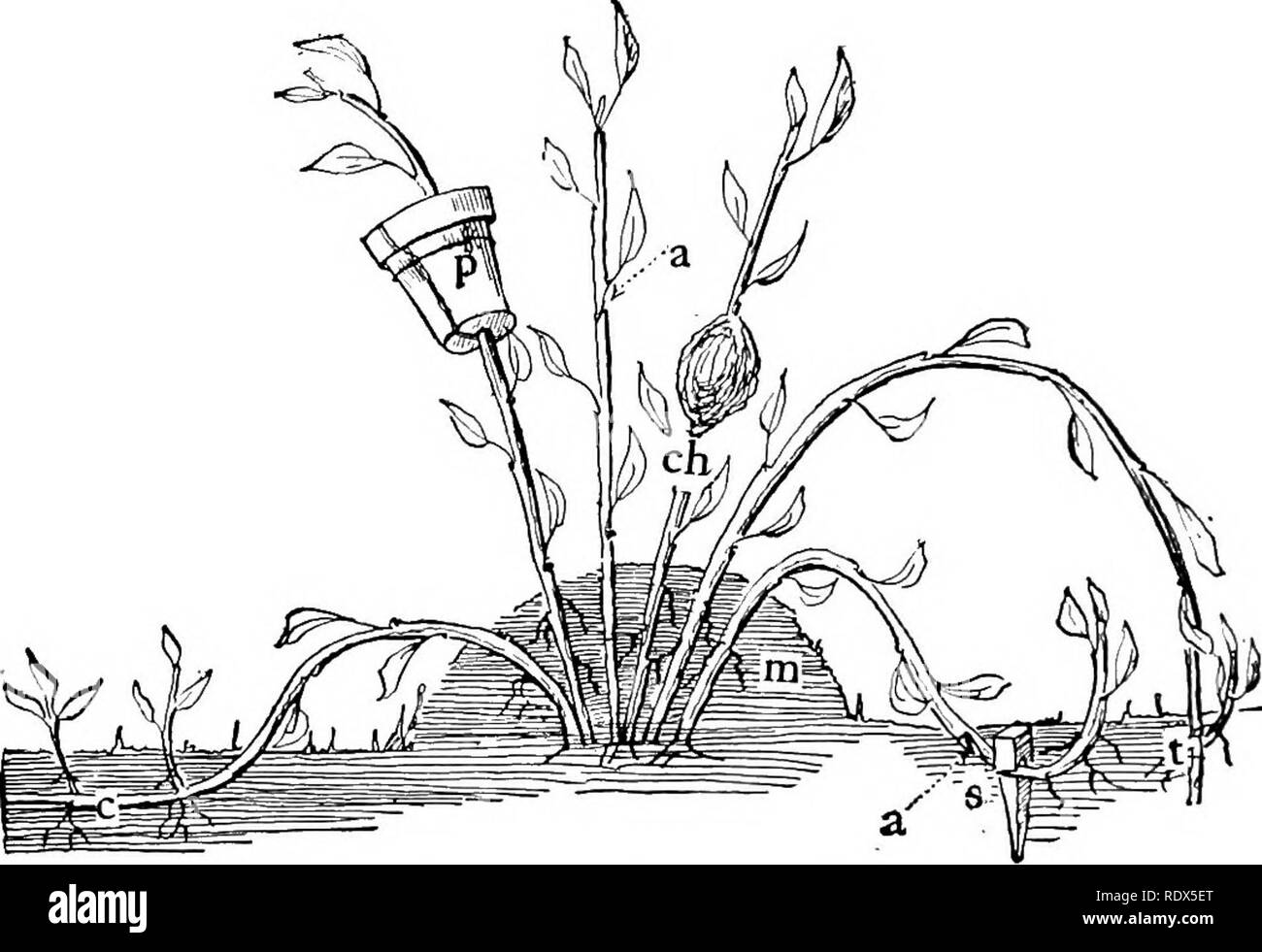 Broken Flower Stem Drawing