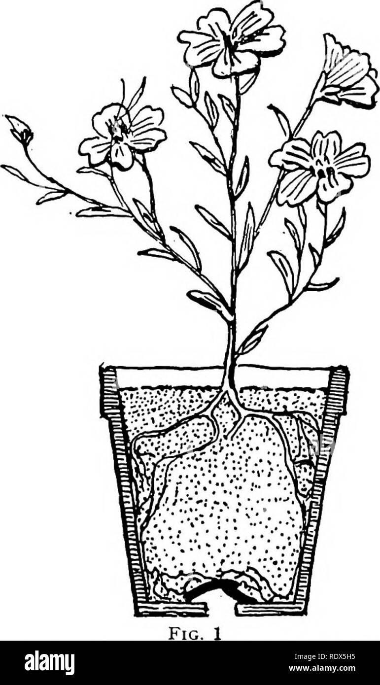 Ornamental plant stand Black and White Stock Photos & Images - Alamy