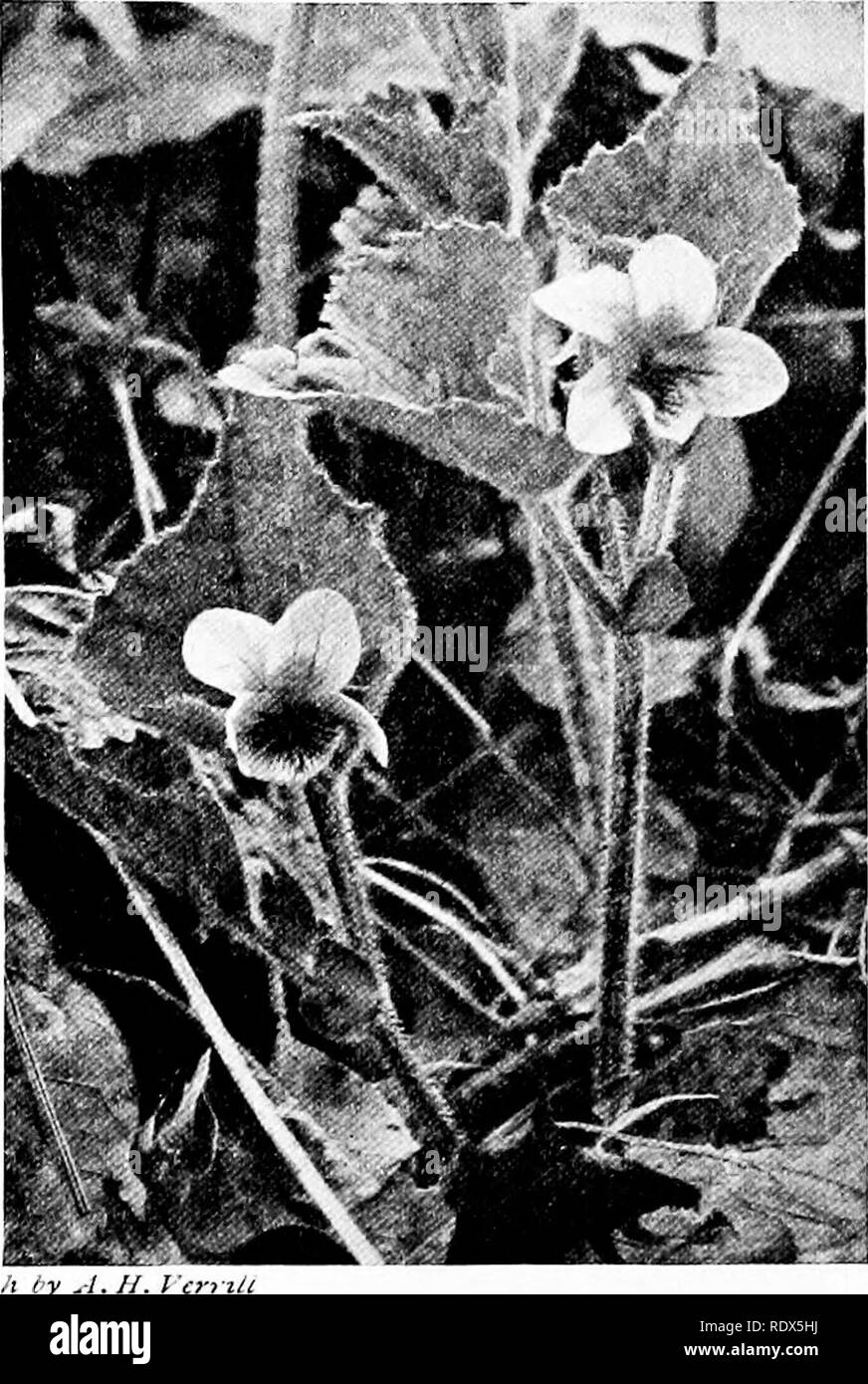 . Wild flower families; the haunts, characters, and family ...