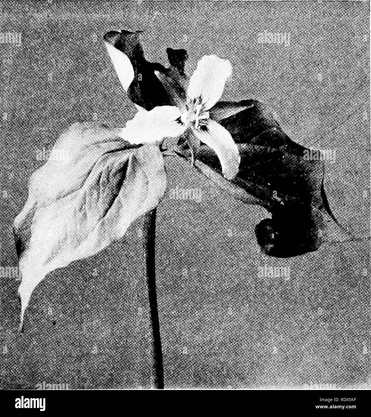 Six pointed flower Black and White Stock Photos & Images - Alamy