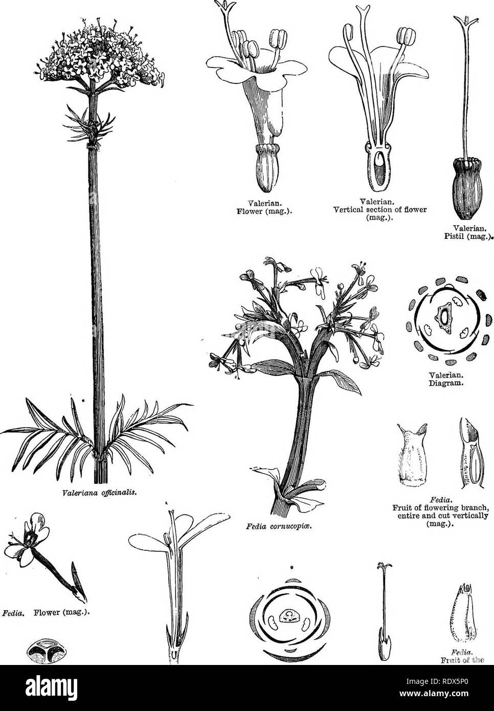 . A general system of botany, descriptive and analytical. In two parts ...