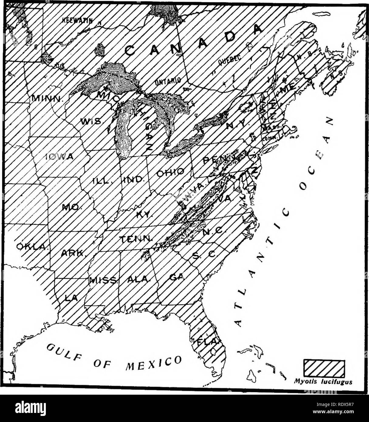 Scratch behind the ear hi-res stock photography and images - Alamy