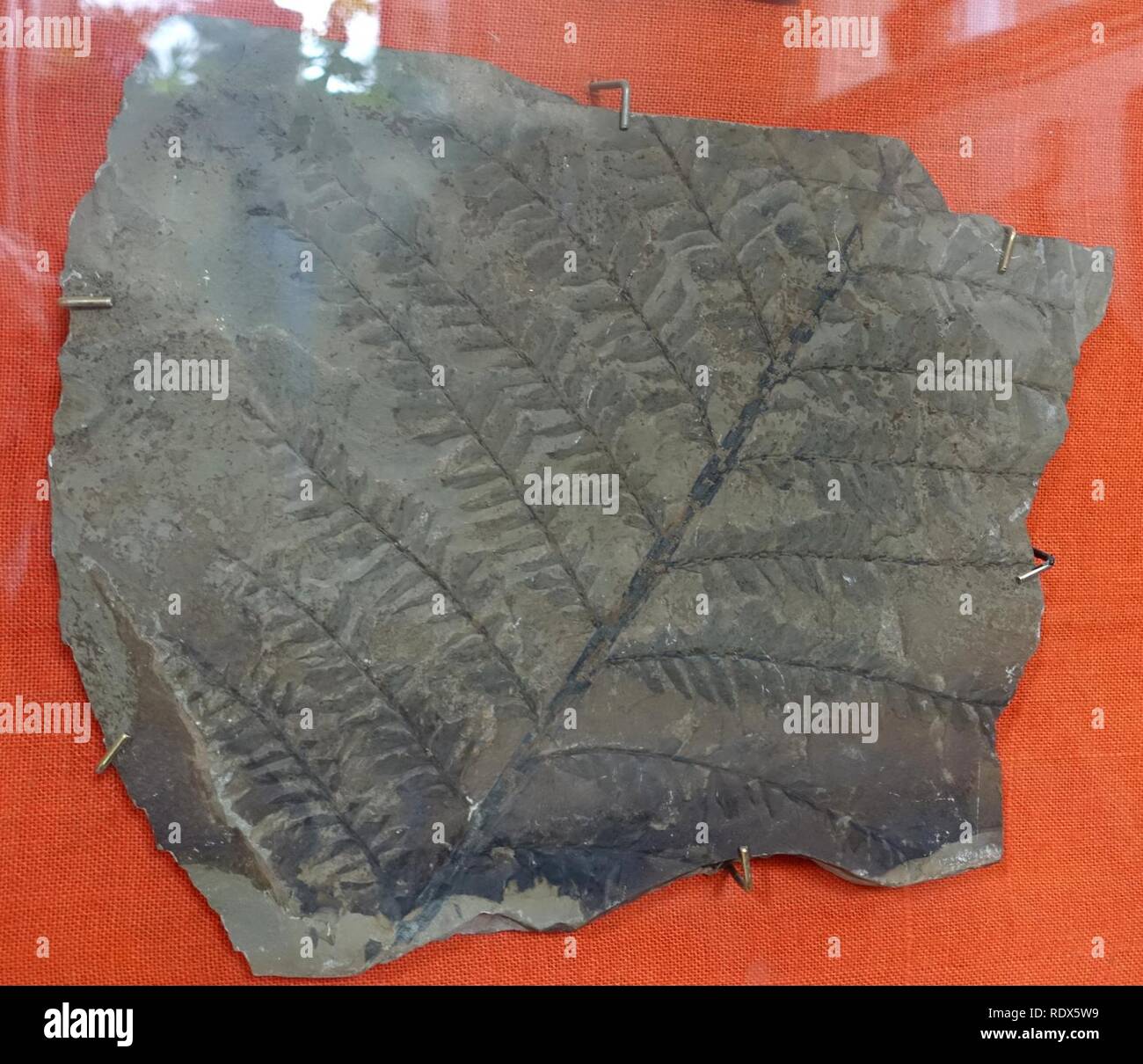 Archaeopteris hi-res stock photography and images - Alamy