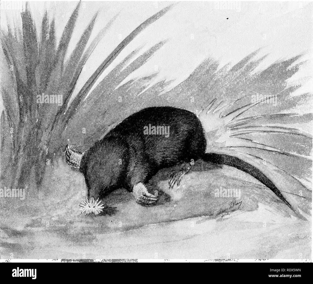 Star nosed mole condylura cristata Black and White Stock Photos ...