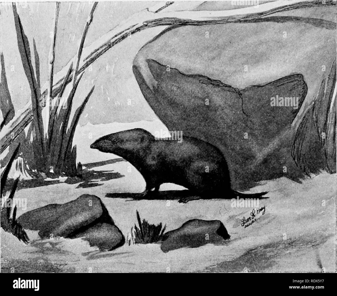 Northern short tailed shrew Black and White Stock Photos & Images - Alamy