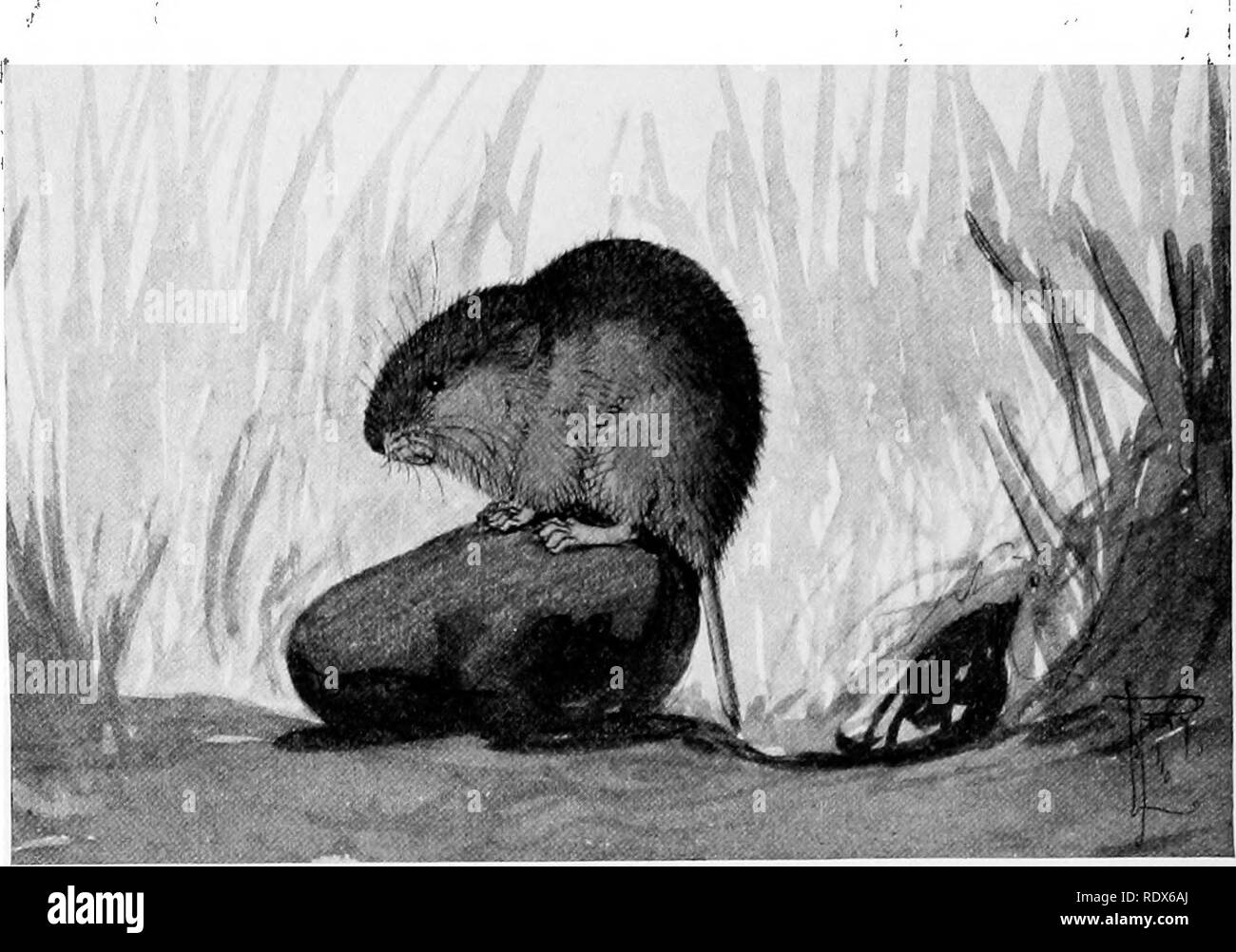 Red backed mouse Black and White Stock Photos & Images - Alamy