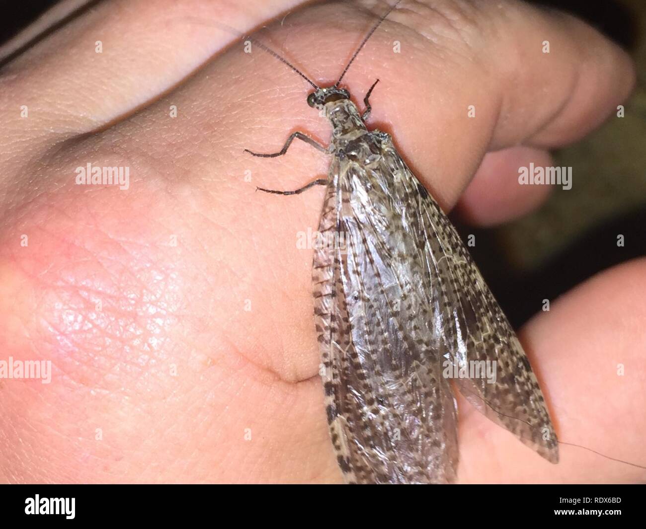 Diversus hi-res stock photography and images - Alamy