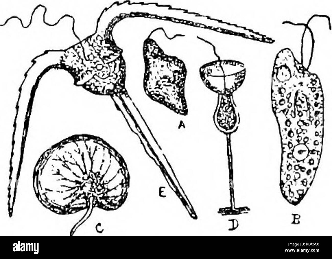 Radiolaria skeletons Black and White Stock Photos & Images - Alamy