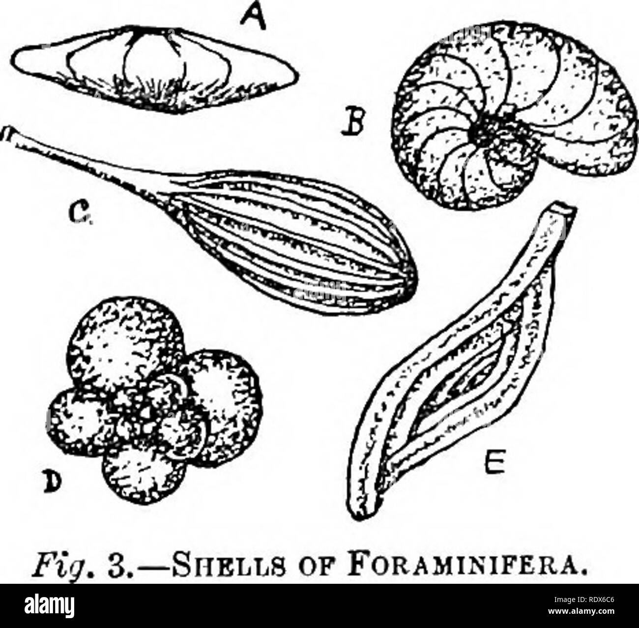 Foraminifera Diagram