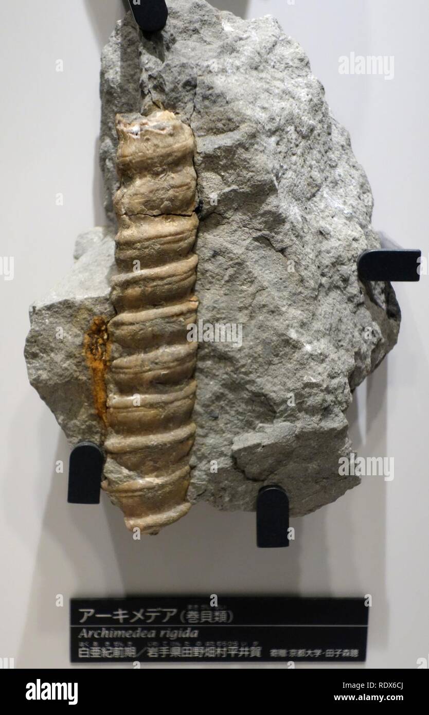 Archimedea rigida - National Stock Photo - Alamy