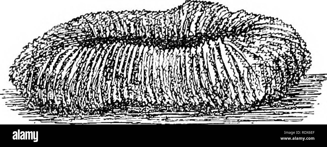 12 rayed hi-res stock photography and images - Alamy