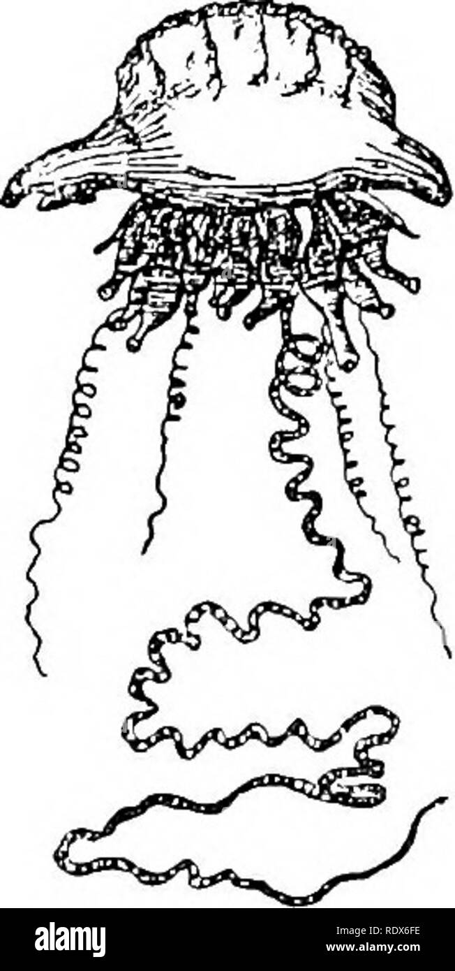 . Natural history. Zoology. HYDROID COLONIES—PORTUGUESE MAN-OF-WAR. 699 ...