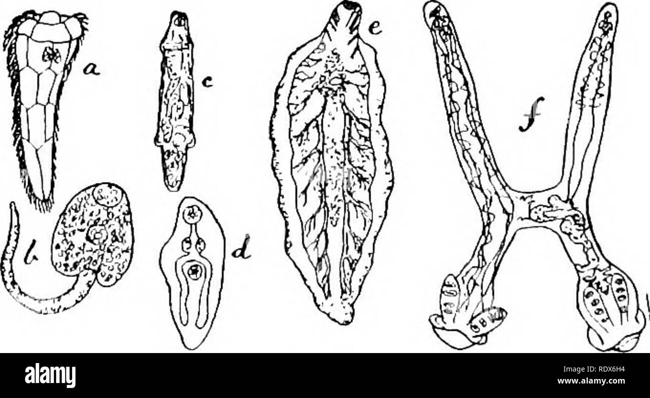 Worm groove Black and White Stock Photos & Images - Alamy