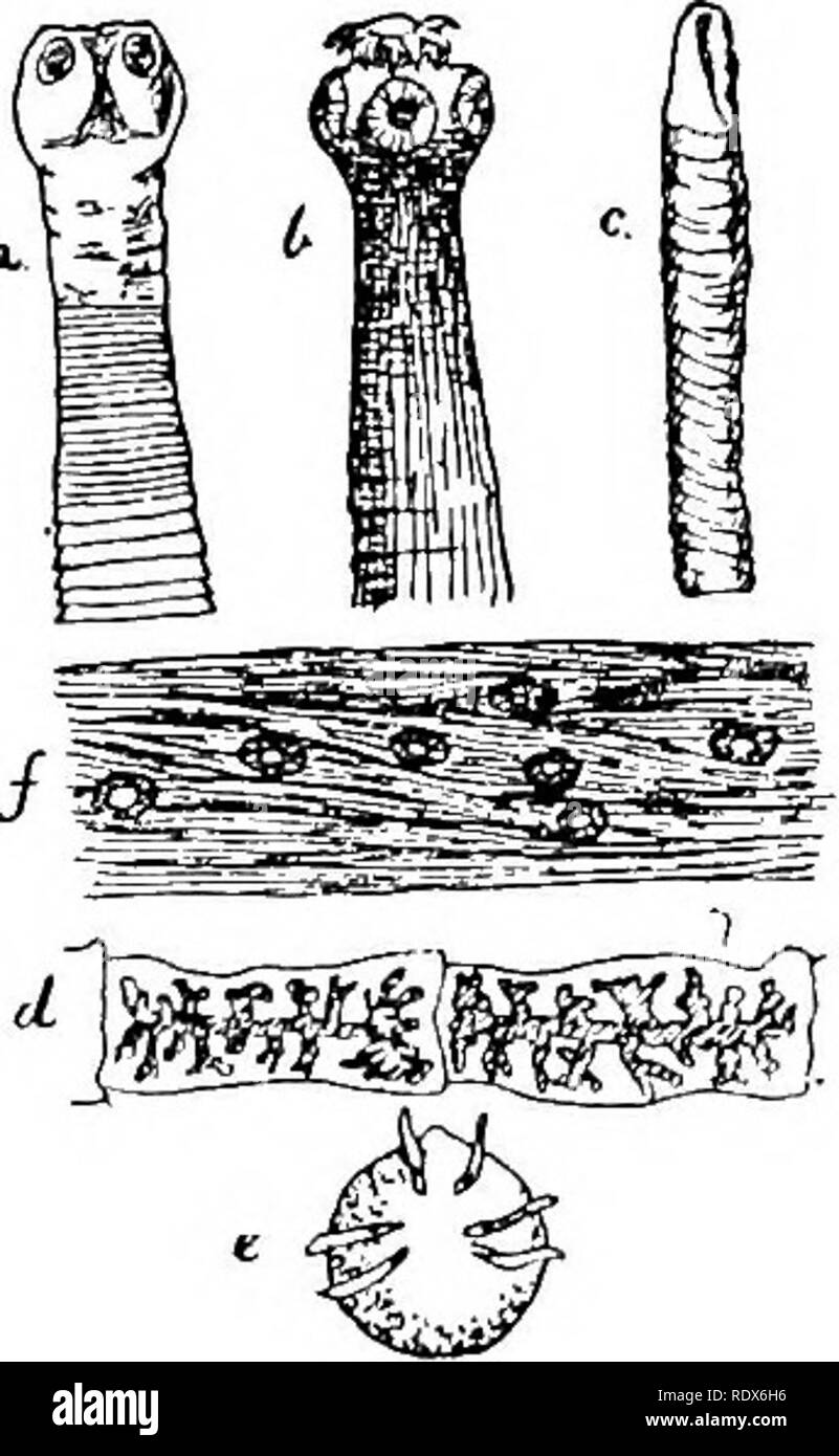 . Natural history. Zoology. TAPE- WORMS. 687. system, consisting of ...