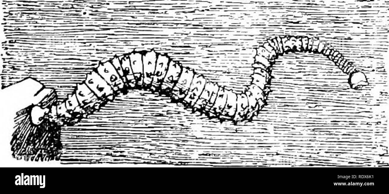 Horse leech hi-res stock photography and images - Alamy