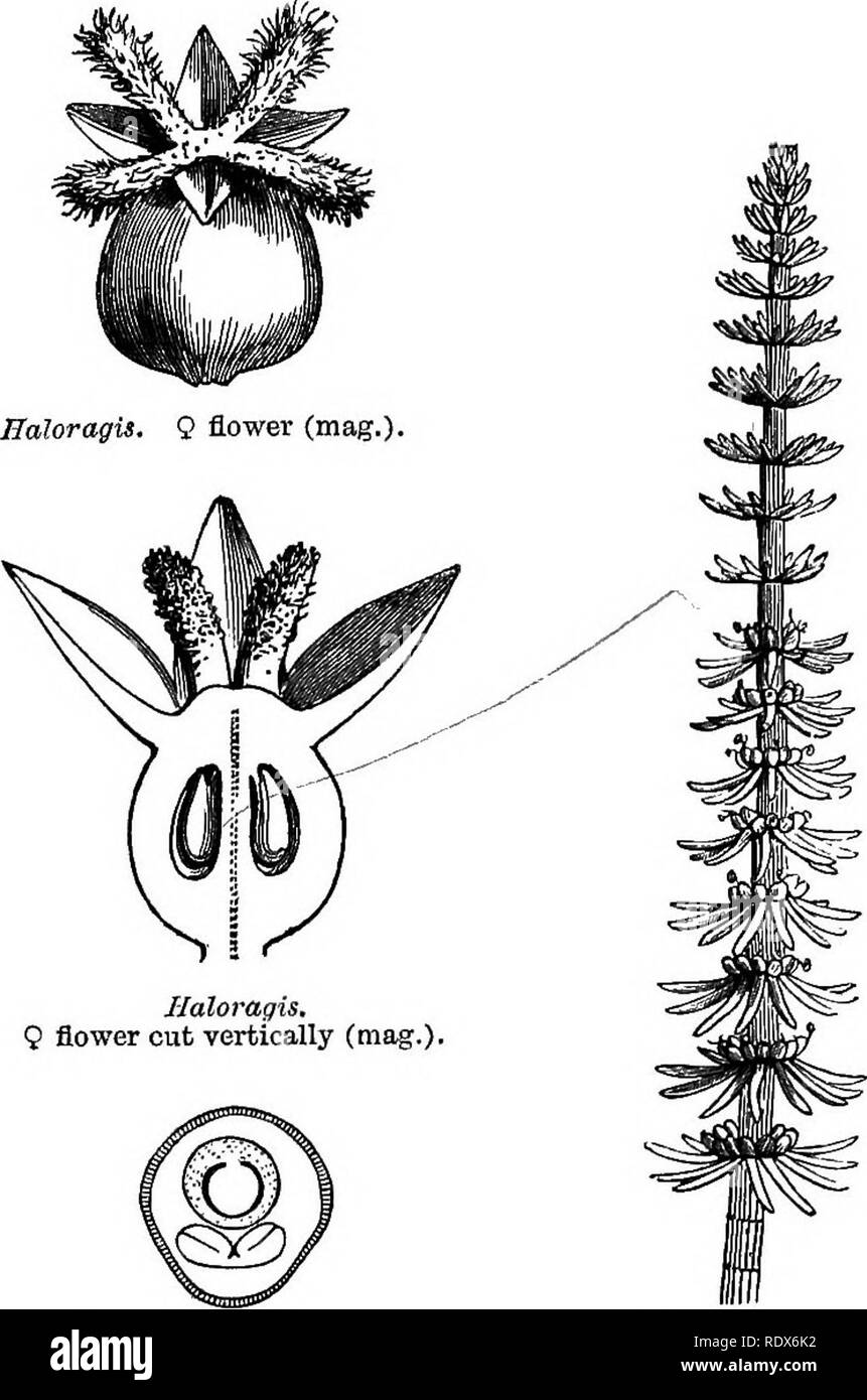 Haloragis erecta hi-res stock photography and images - Alamy
