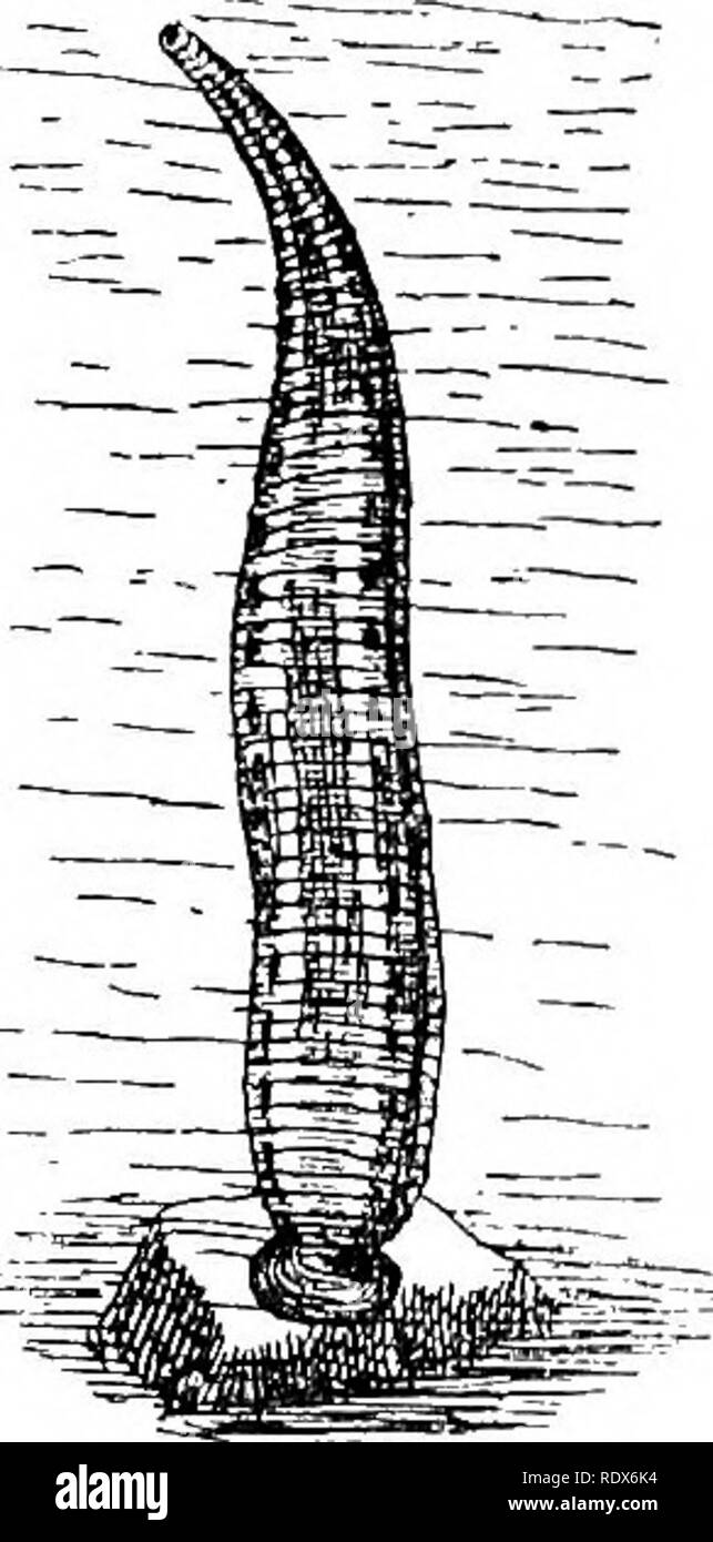 Medicinal leech hirudo medicinalis Black and White Stock Photos ...