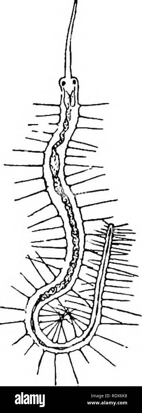 Individual gills hi-res stock photography and images - Alamy