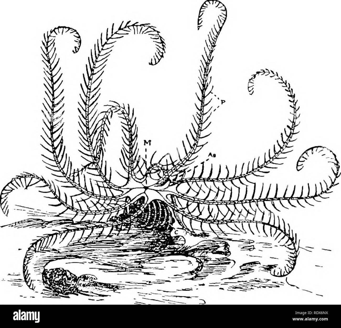 Class crinoidea Black and White Stock Photos & Images - Alamy