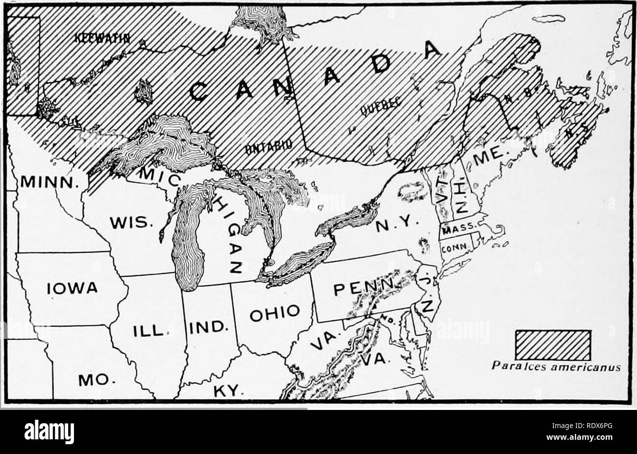 Giant moose antlers Black and White Stock Photos & Images - Alamy