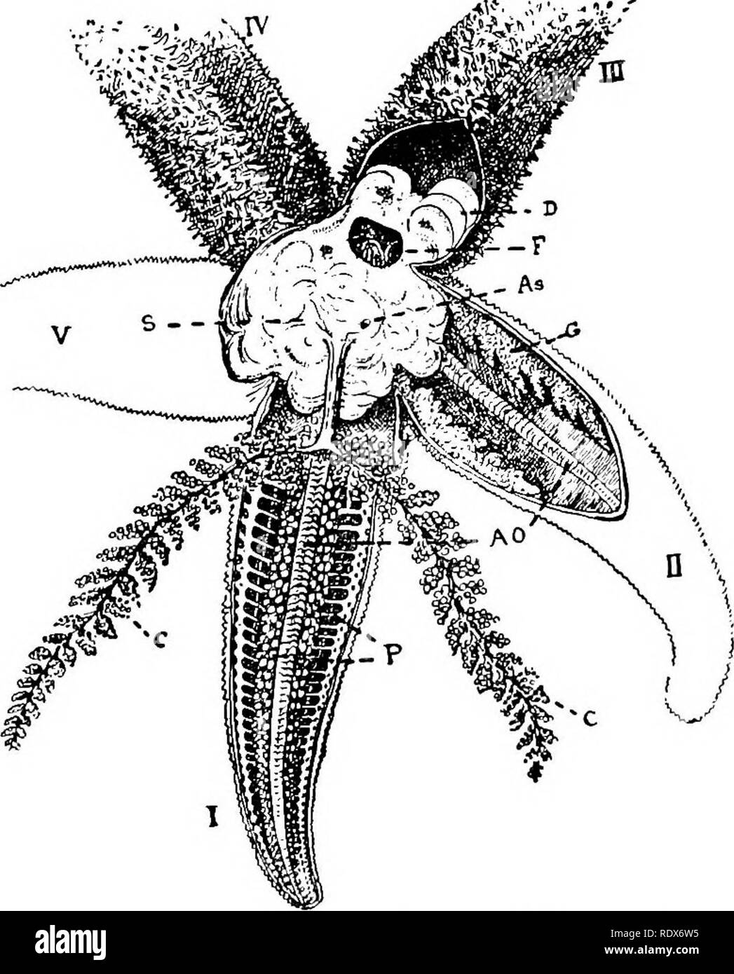 . Natural history. Zoology. STAR-FISH, SEA-URCHINS, ETC. 655 The ...