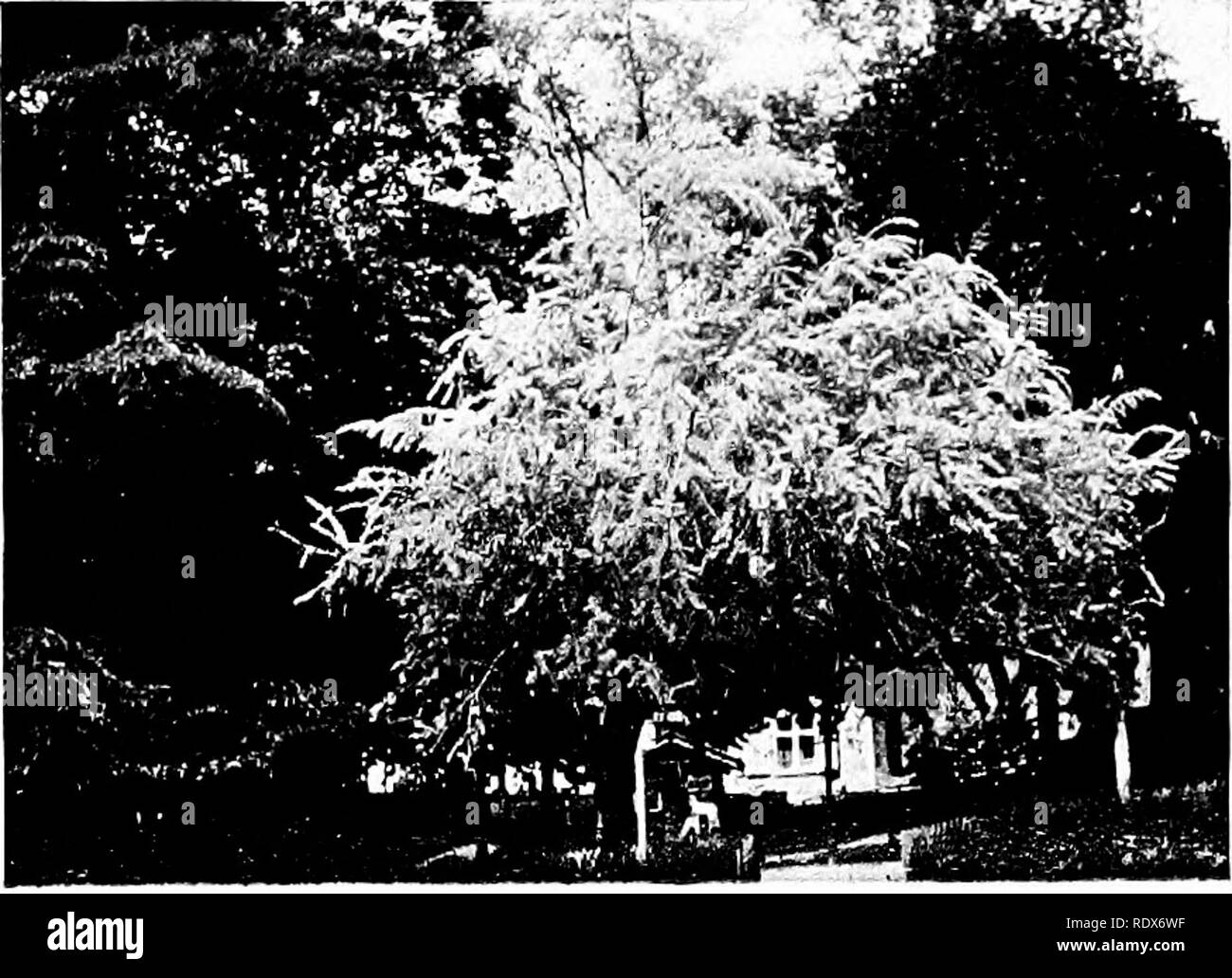 Tamarix gallica Black and White Stock Photos & Images - Alamy