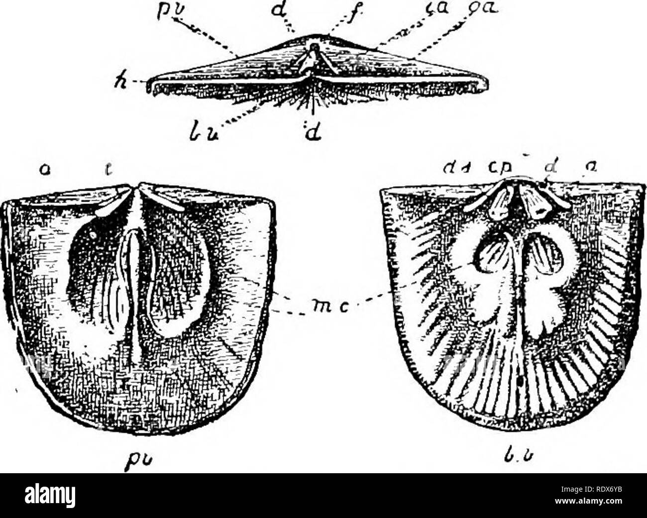 Larger shell structure hi-res stock photography and images - Alamy