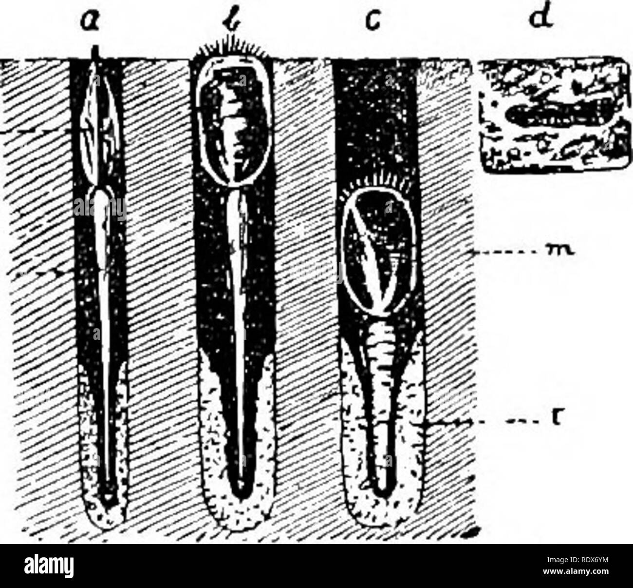Lingula lives hi-res stock photography and images - Alamy