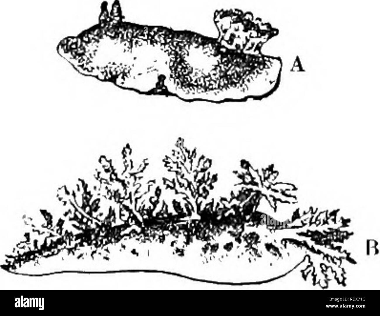 Philine Cut Out Stock Images & Pictures - Alamy