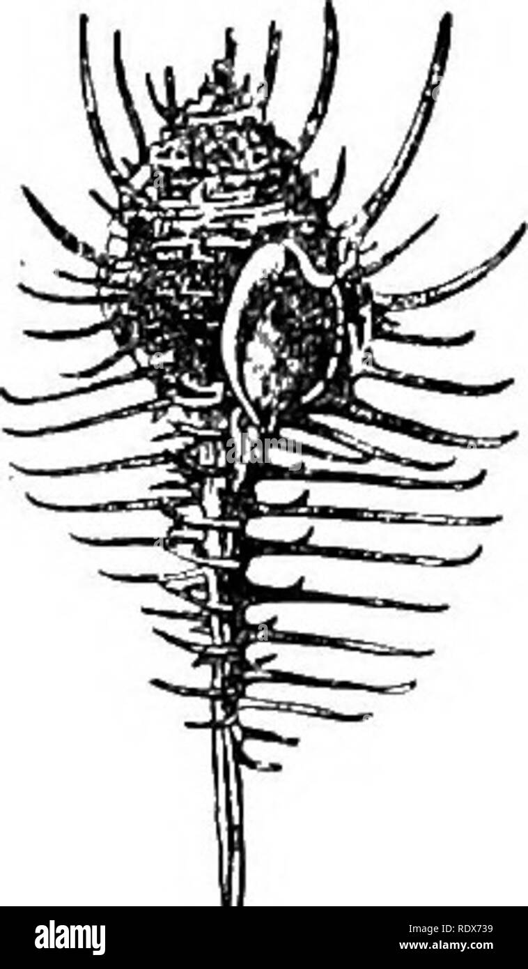 Globose shell Cut Out Stock Images & Pictures - Alamy