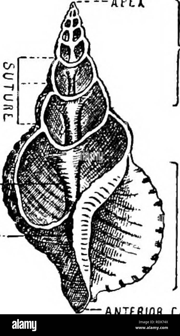 . Natural history. Zoology. 630 MOLLUSCA—CLASS IV.—GASTROPODA ...