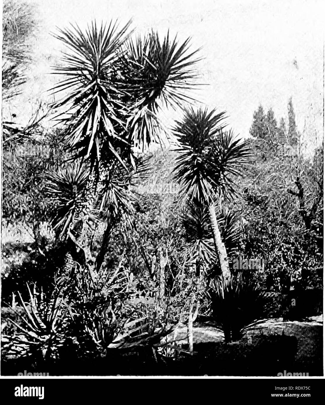 Yucca plant seed pods Black and White Stock Photos & Images - Alamy