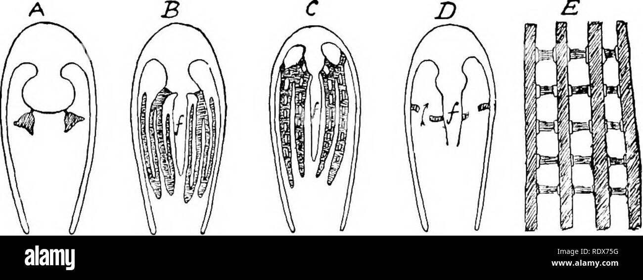 Structure of a bivalve Black and White Stock Photos & Images - Alamy