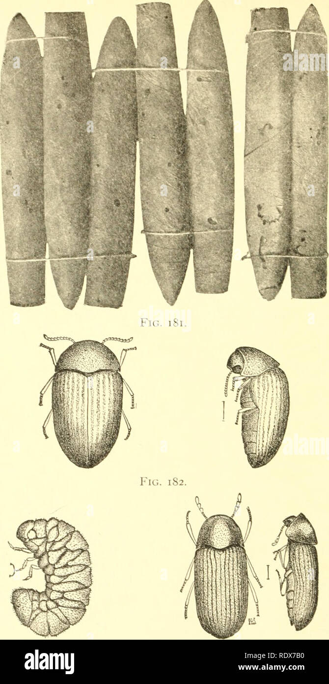 Death watch beetle hi-res stock photography and images - Alamy