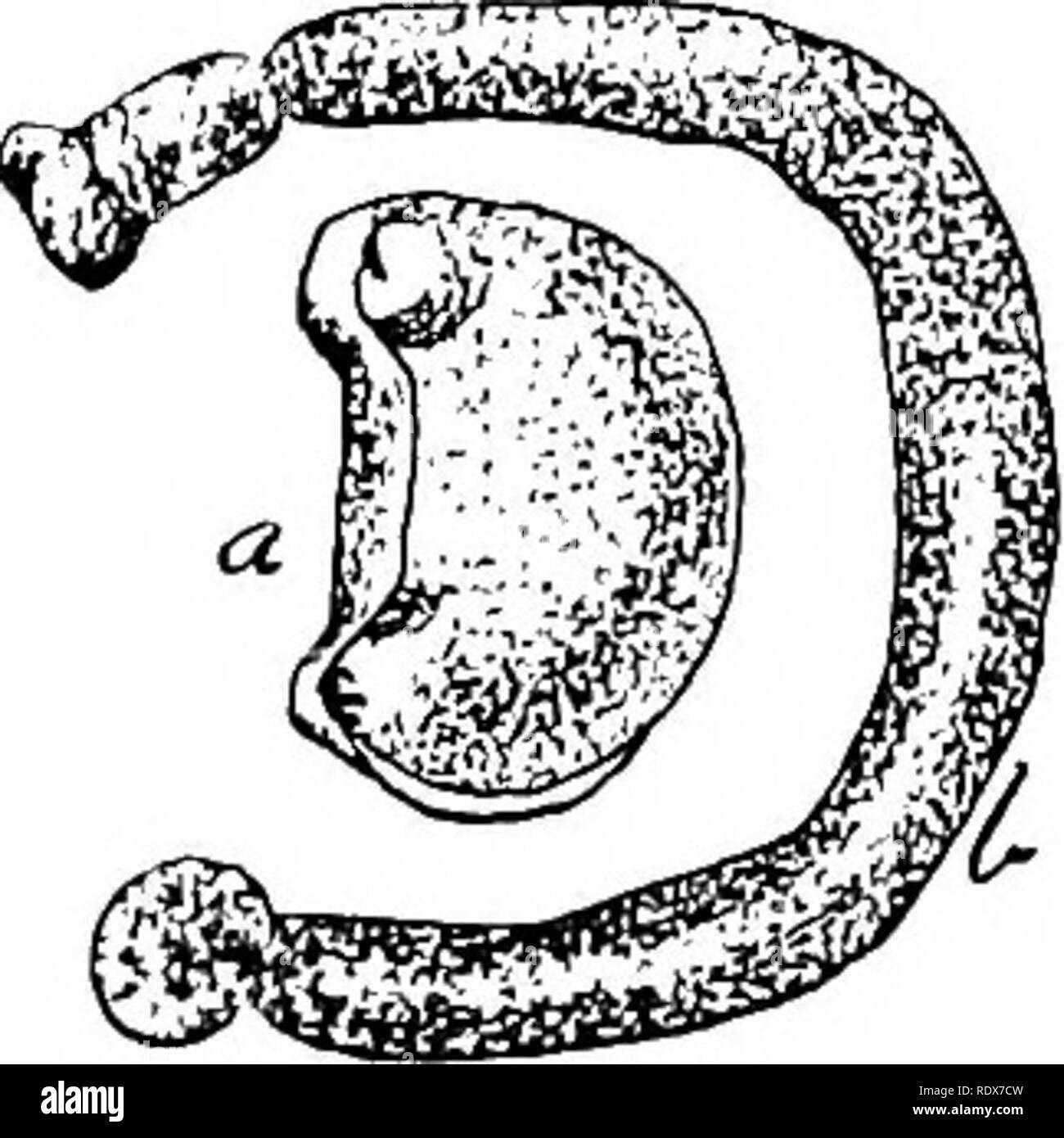 Aplacophora hi-res stock photography and images - Alamy