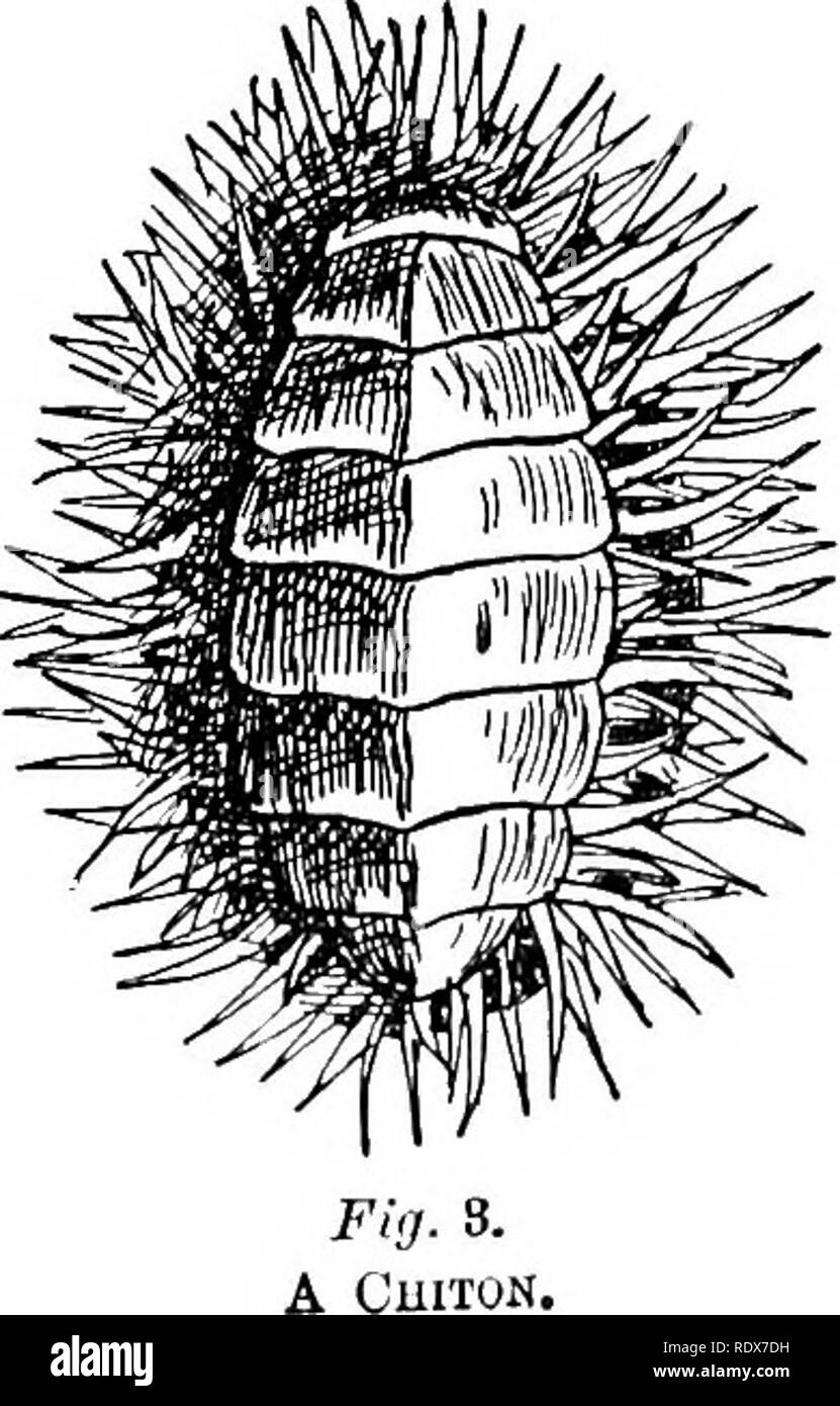 Double coat of two layers hi-res stock photography and images - Alamy