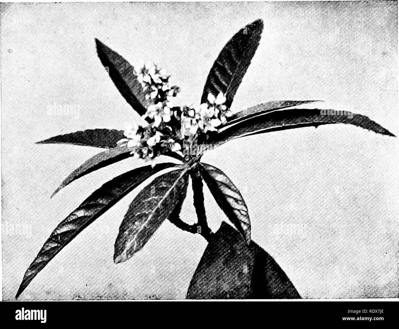 Pomaceae hi-res stock photography and images - Alamy