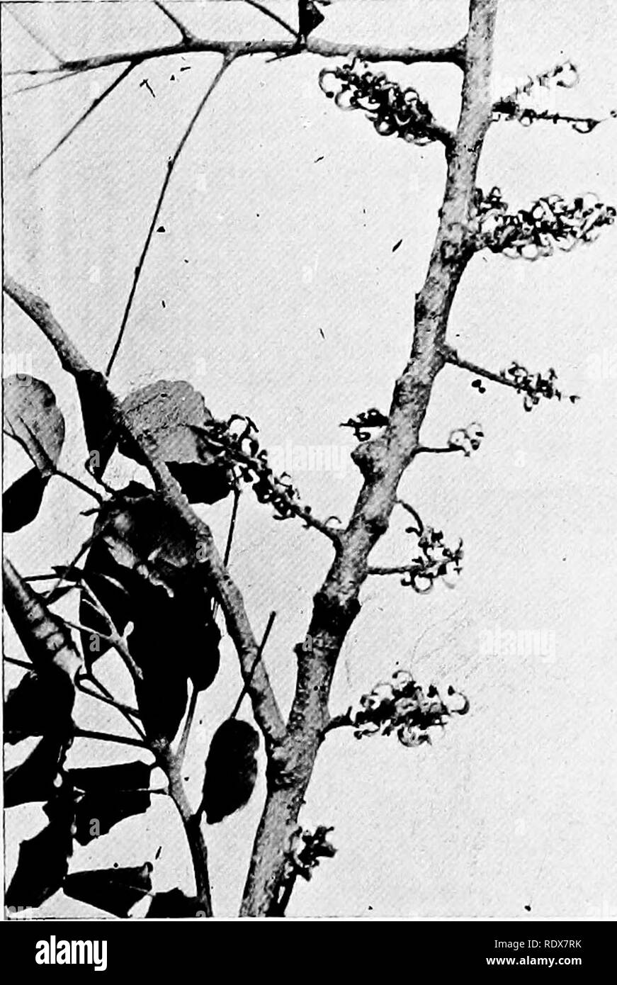 Carob tree locust tree Black and White Stock Photos & Images - Alamy