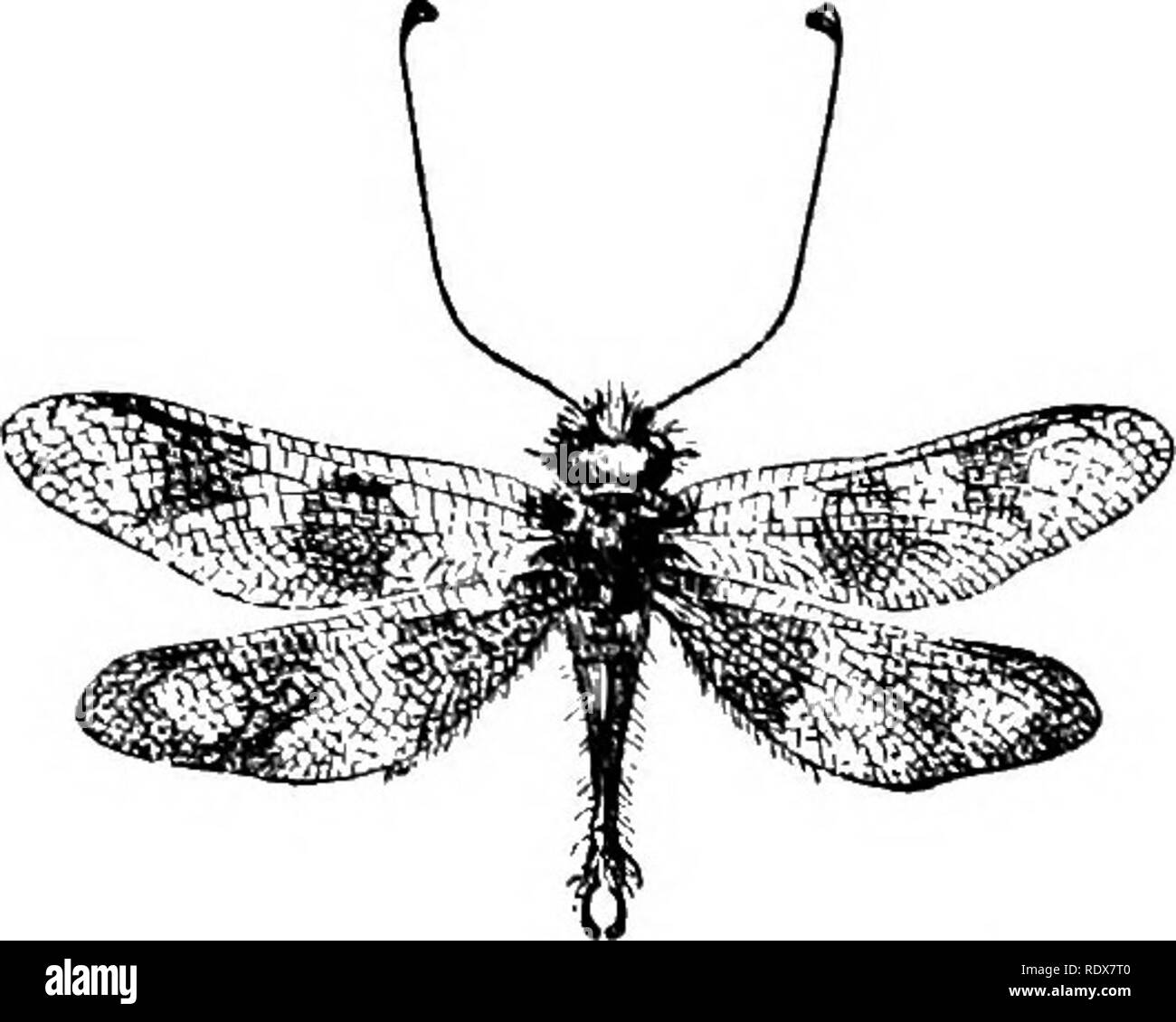 Three large dragonflies Black and White Stock Photos & Images - Alamy