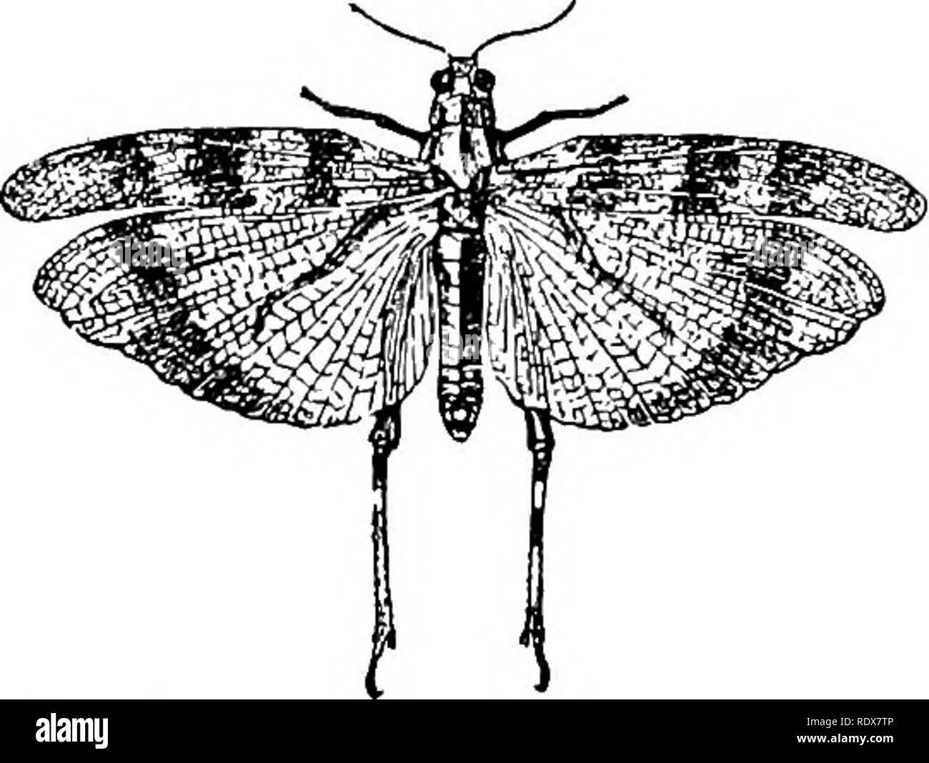 Orthopterous insects Cut Out Stock Images & Pictures - Alamy