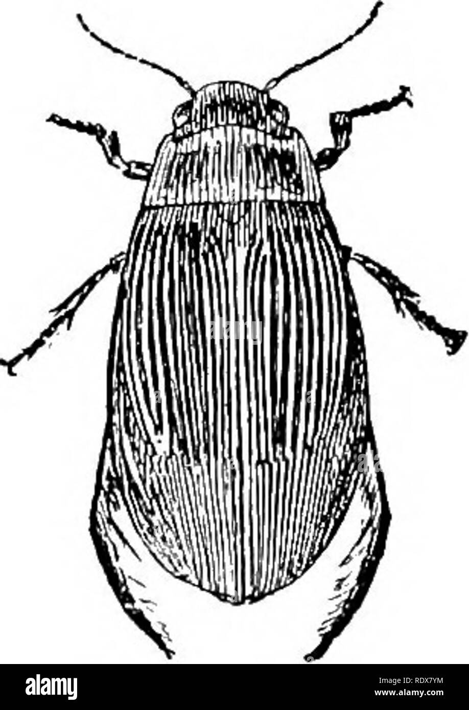 Whirligig beetles hi-res stock photography and images - Alamy